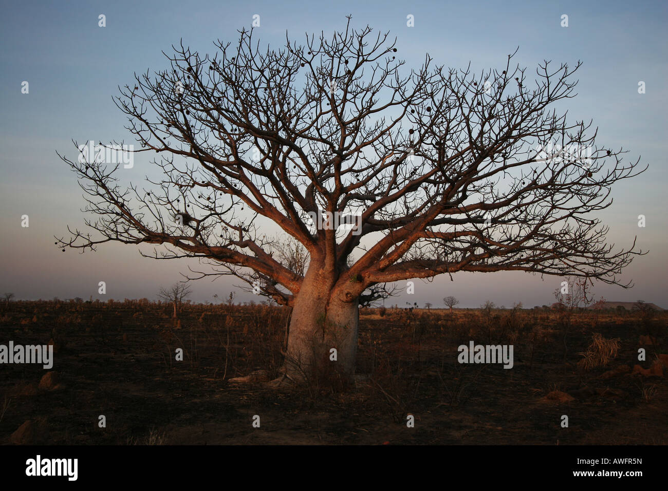 Australian boabab hi-res stock photography and images - Alamy