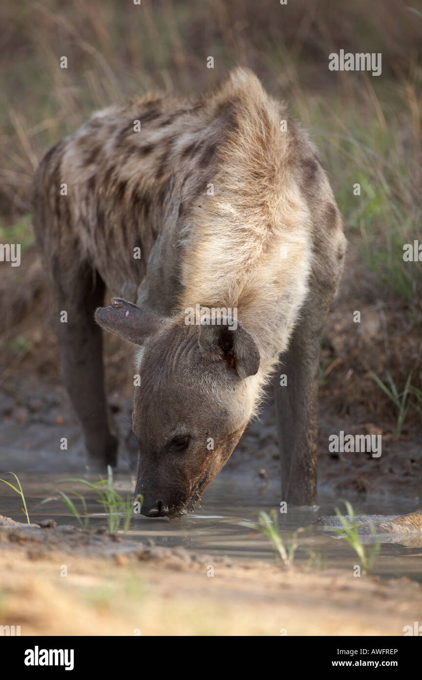 Spotted Hyena (Crocuta crocuta) drinking rain water from a puddle Stock ...