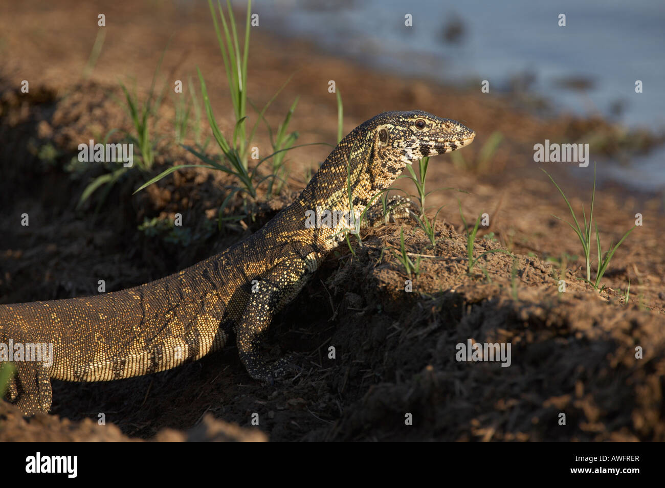 Nile Monitor (Varanus niloticus Stock Photo - Alamy