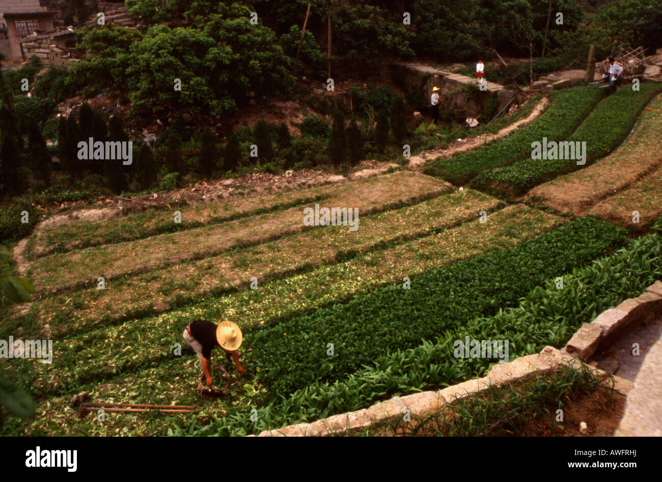 Farm in countryside outside Xiamen in Fujian province China Stock Photo ...