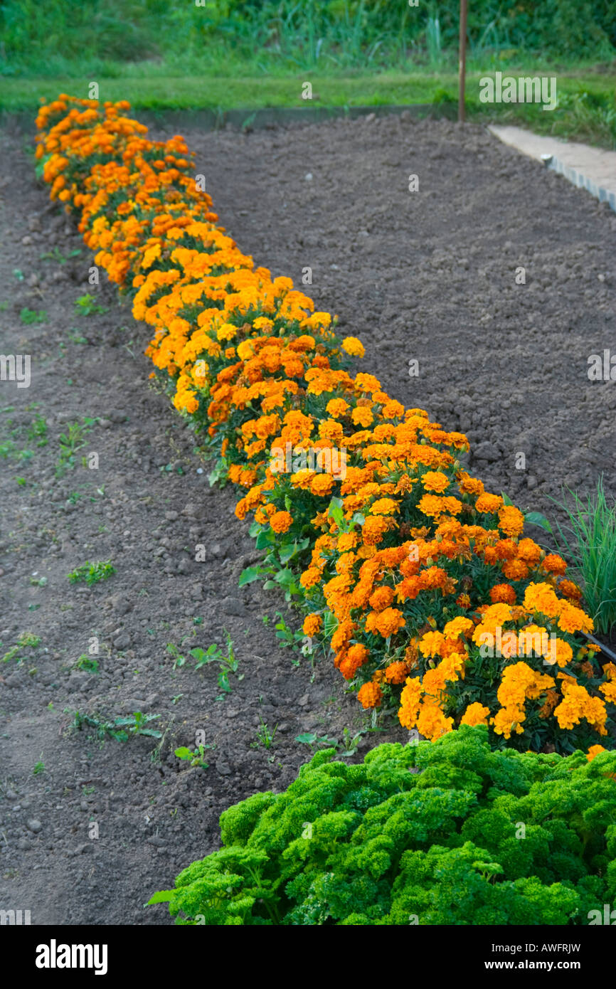 Marigolds growing in row on allotment Stock Photo, Royalty Free Image ...