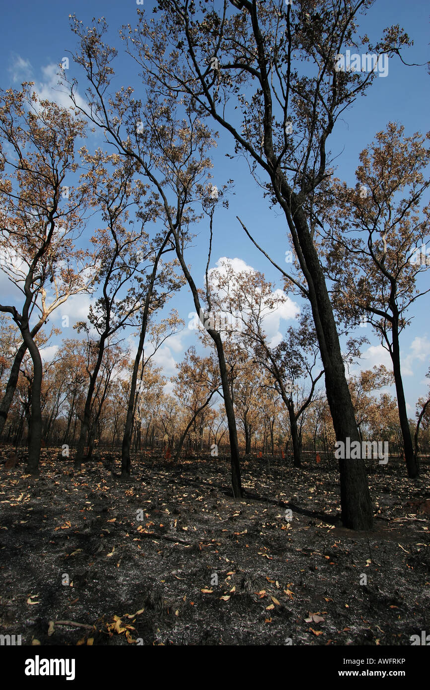 Bushfire aftermath hi-res stock photography and images - Alamy