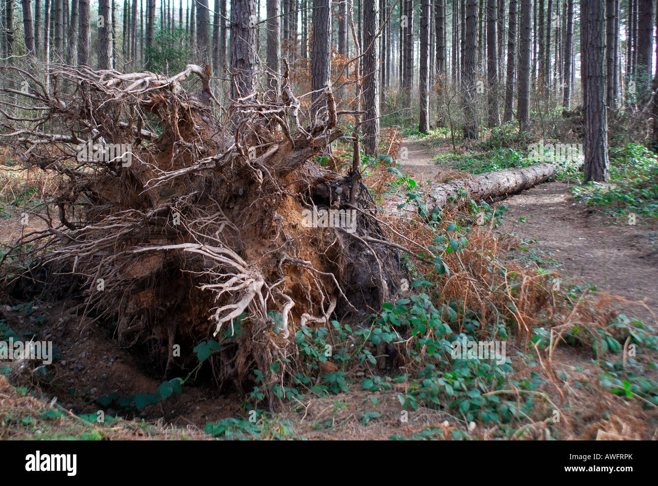 Uprooted Tree Stock Photo - Alamy