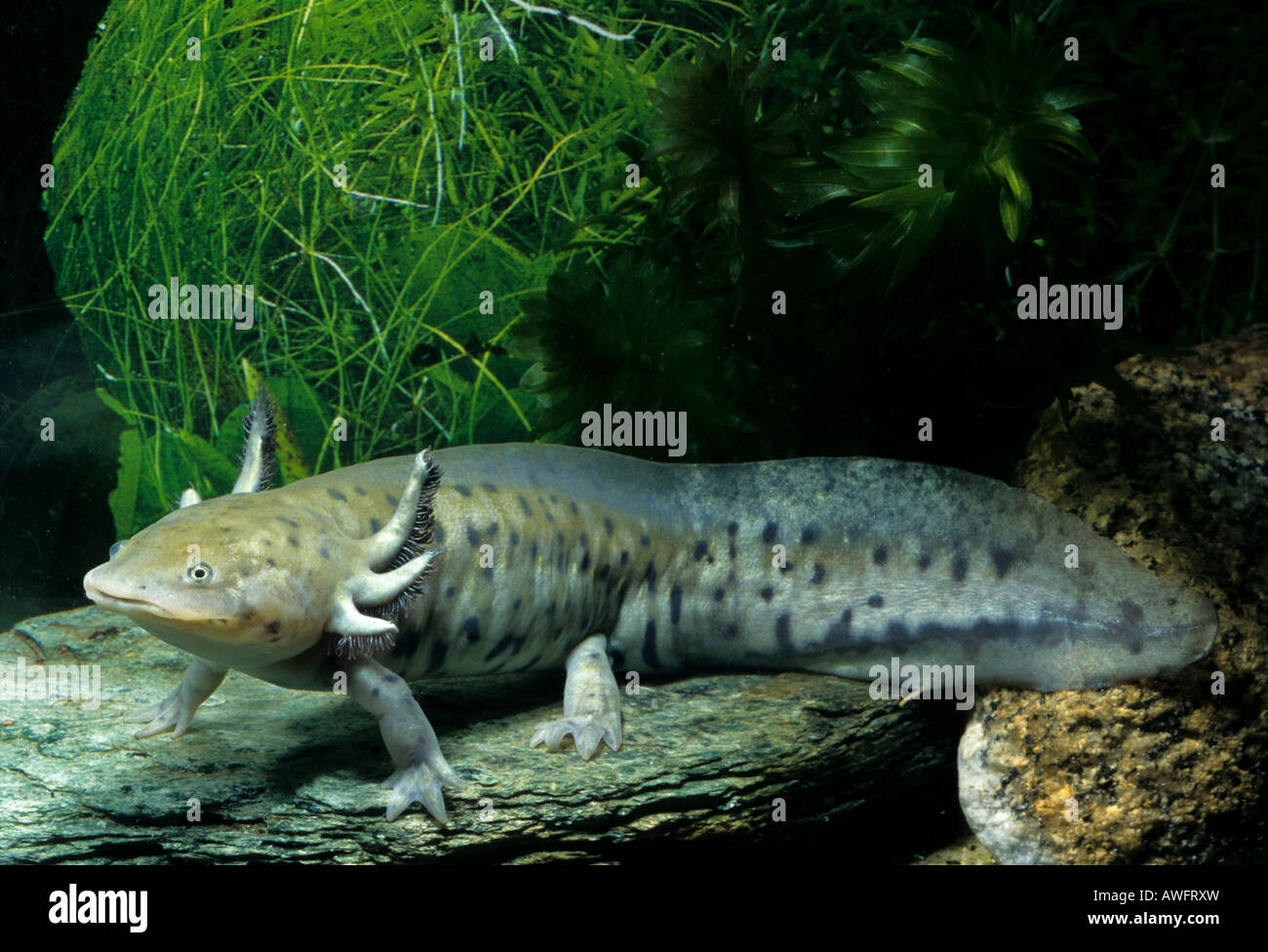 Eastern Tiger Salamander. Ambystoma tigrinum, larva Stock Photo - Alamy