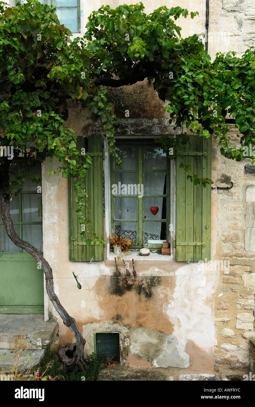 grapevine growing on house front in Gordes, Provence, France Stock ...