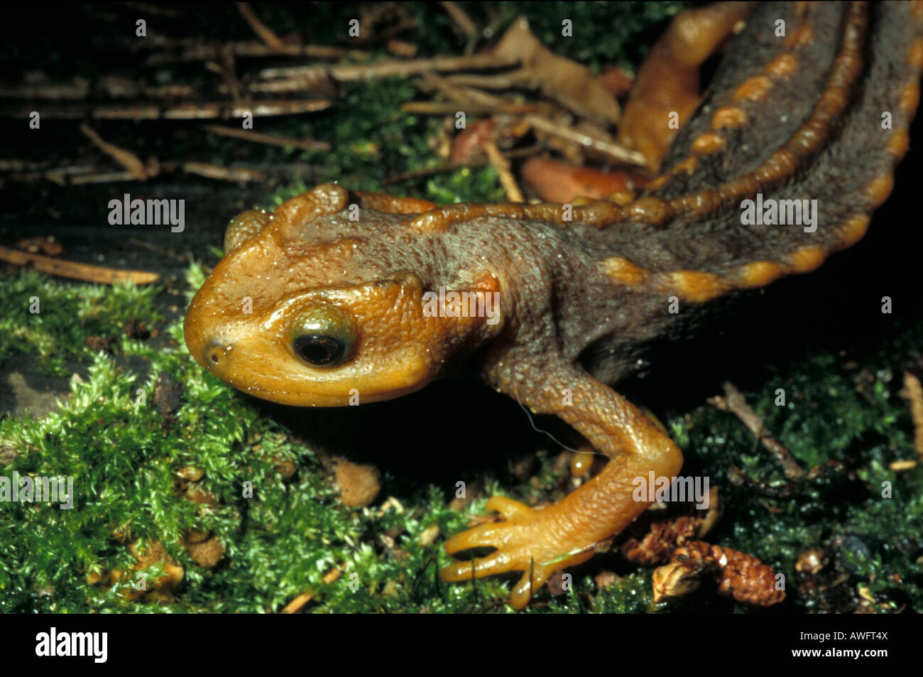 Tylototriton verrucosus, Tibet or crocodile salamander Stock Photo - Alamy