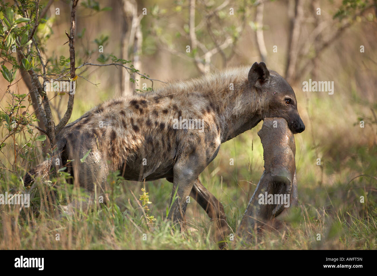 Spotted Hyena (Crocuta crocuta) carrying an Impala hide Stock Photo - Alamy