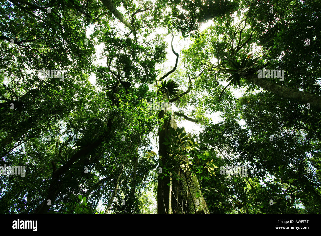 Treejungle hi-res stock photography and images - Alamy