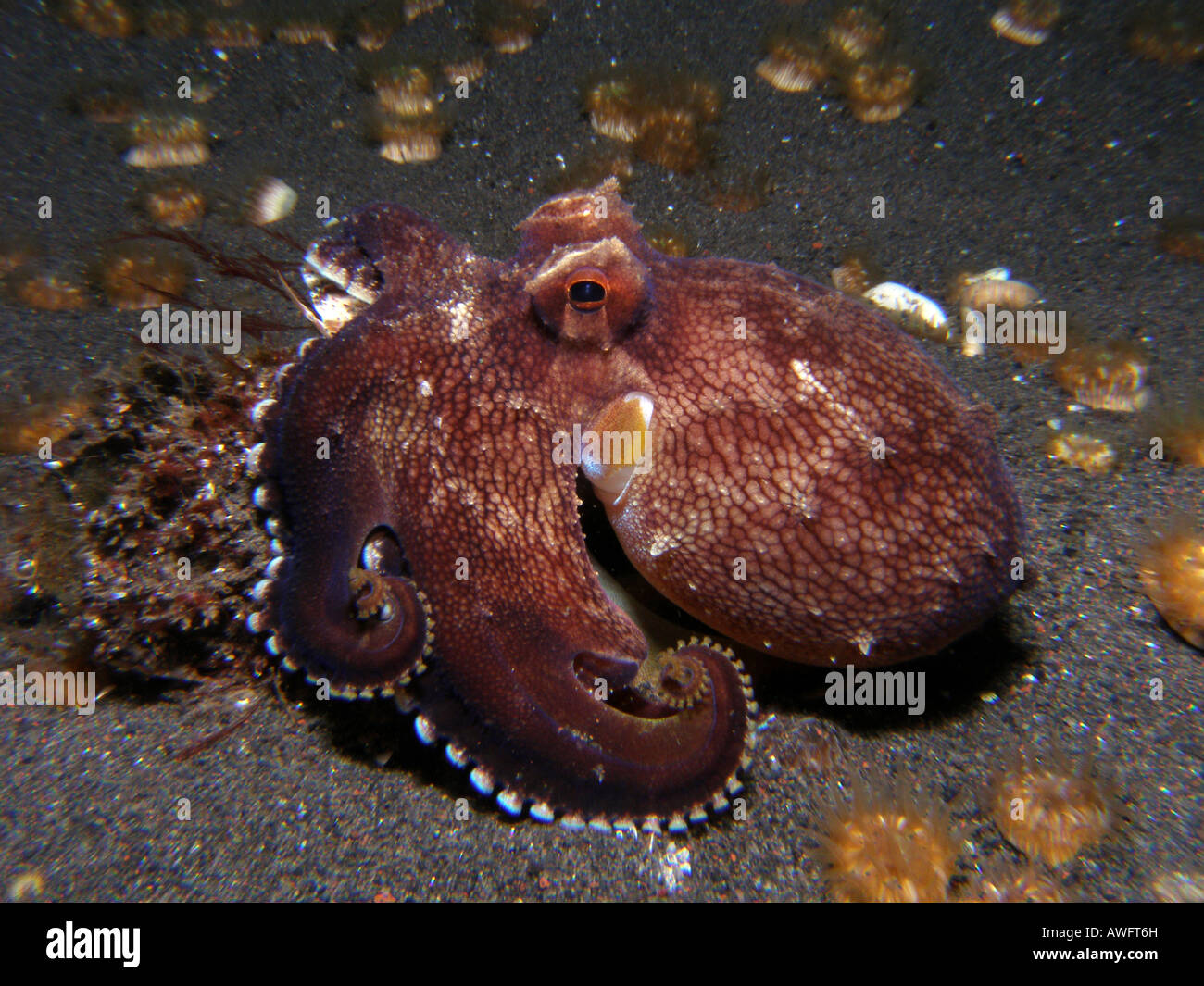 Octopus marginatus (veined octopus Stock Photo - Alamy