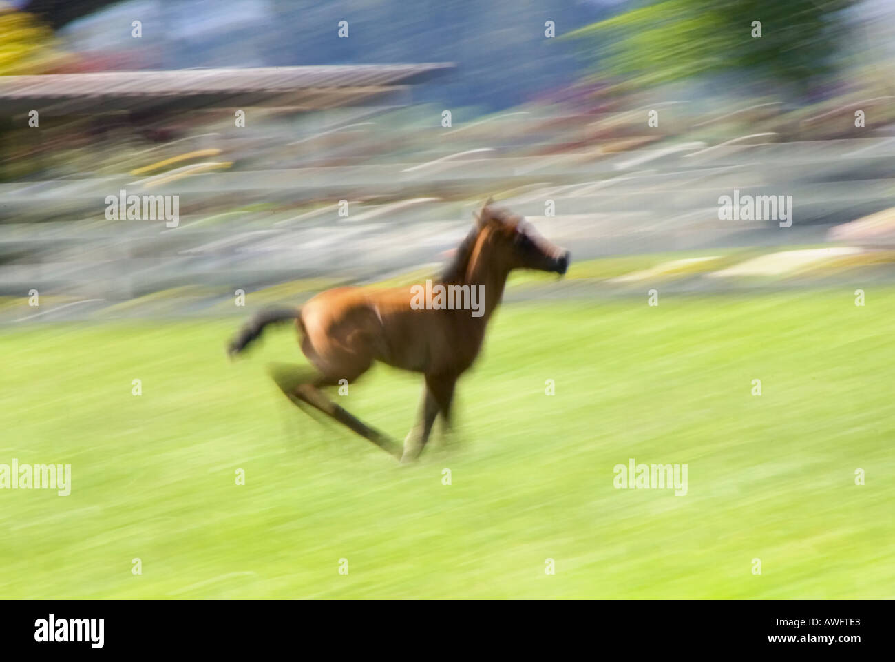 Arabian charger hi-res stock photography and images - Alamy