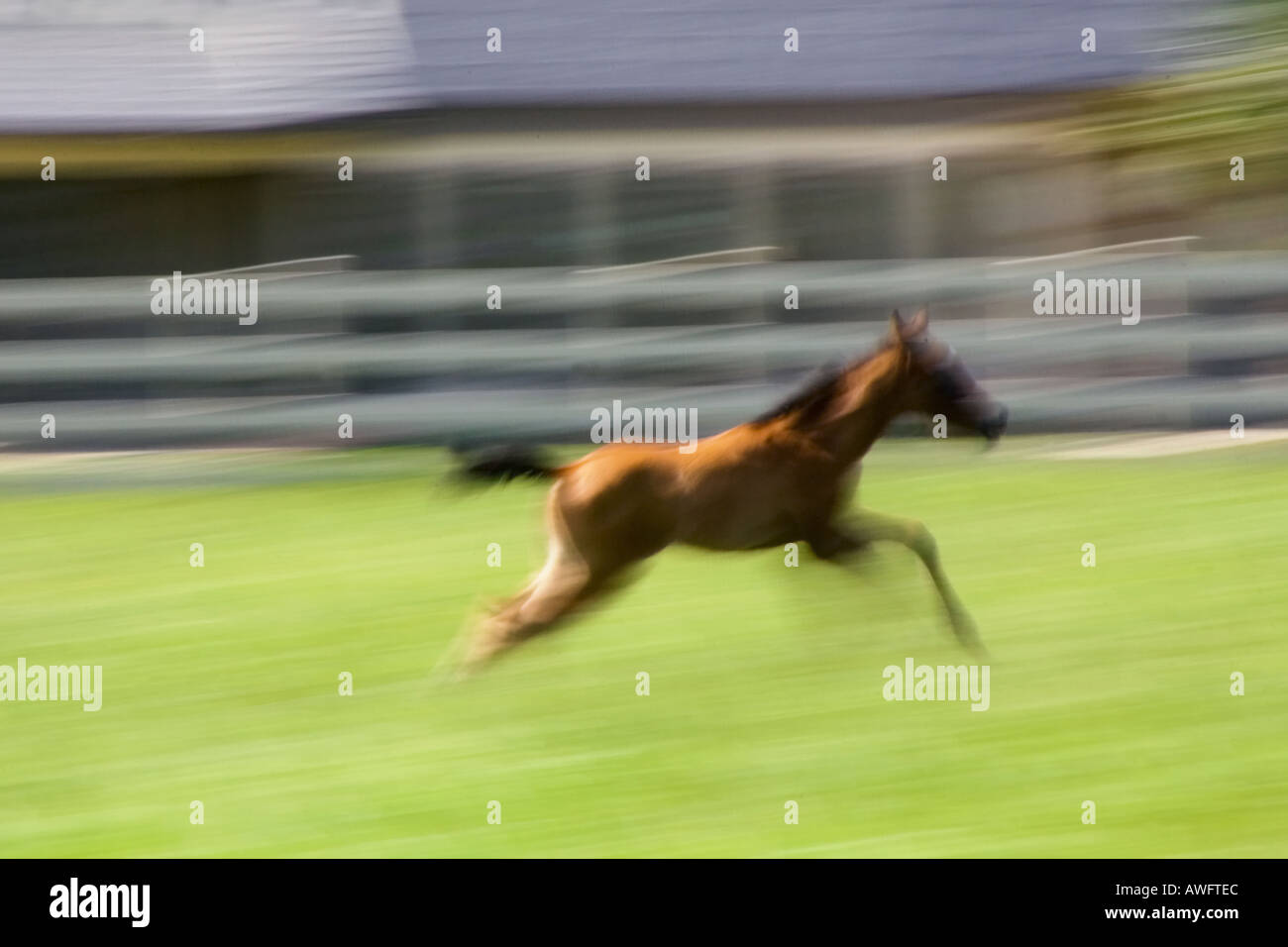 Arabian charger hi-res stock photography and images - Alamy