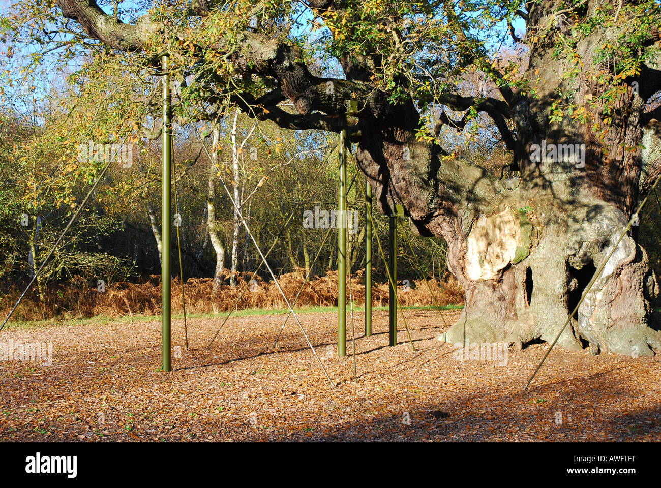 The Major Oak, Sherwood forest Stock Photo - Alamy