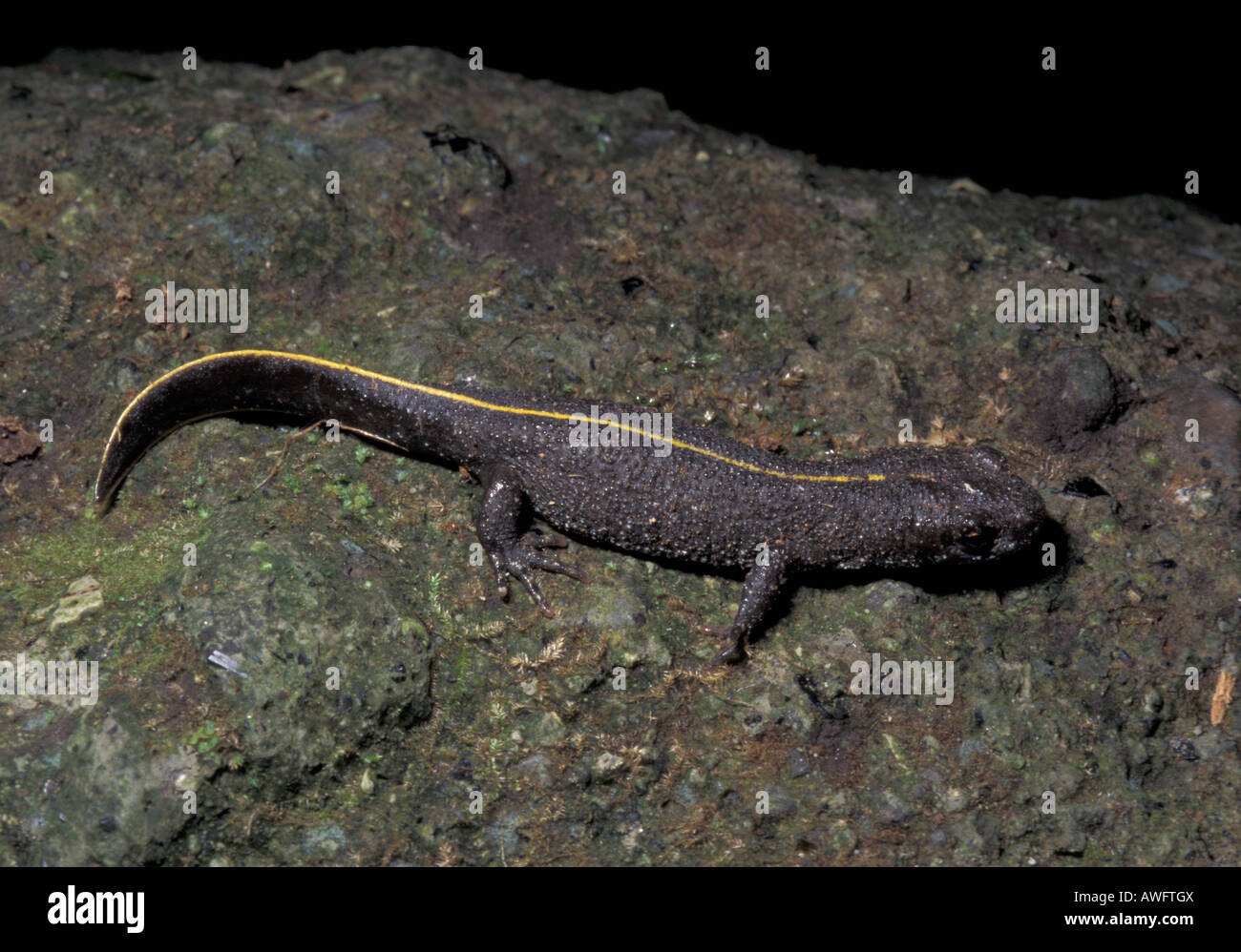 Triturus vittatus, Caucasian newt, amphibian Stock Photo - Alamy