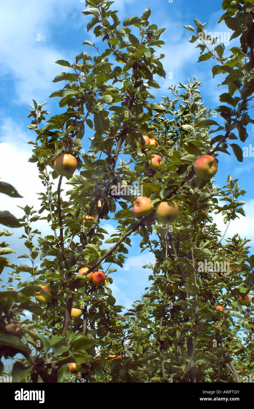 PARIS France, Detail Apple Tree in "organic Farm" Orchid "Organic Farm ...