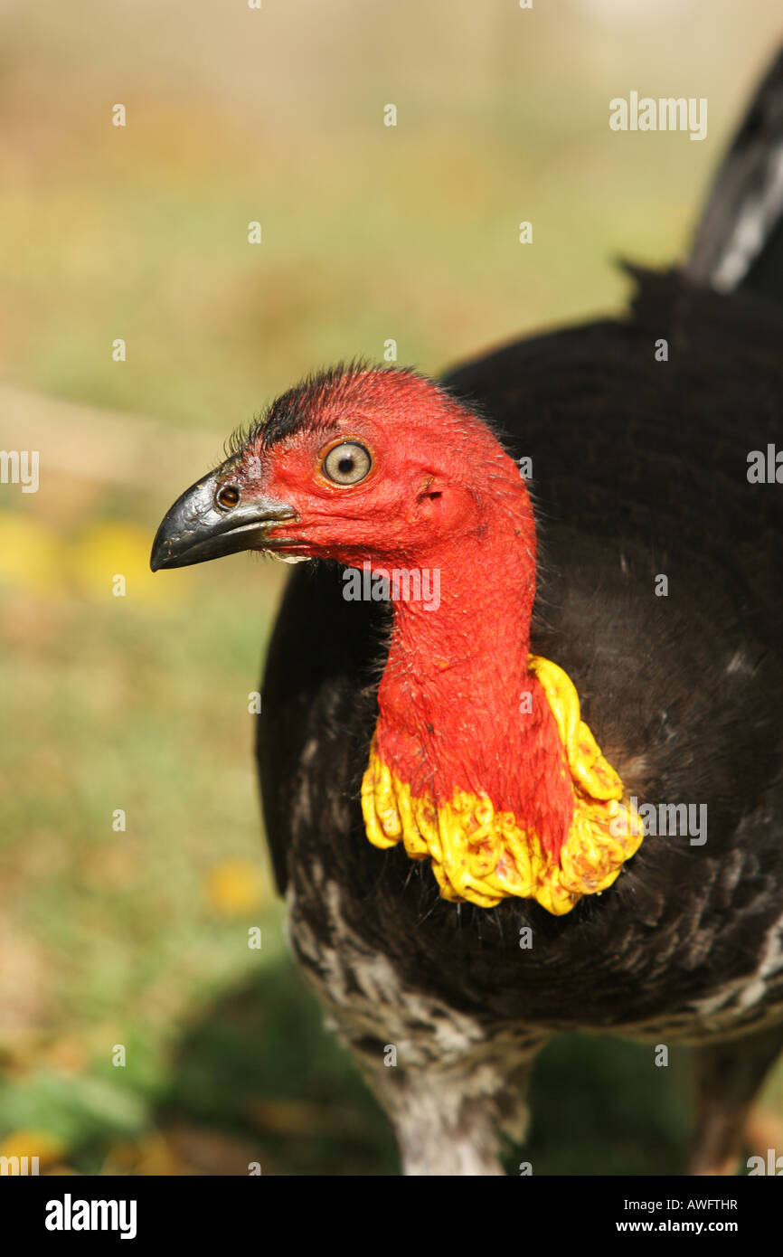 Australian scrub turkey Stock Photo - Alamy