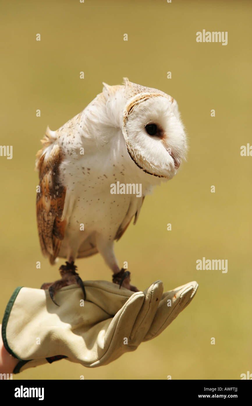 Astral bird hi-res stock photography and images - Alamy