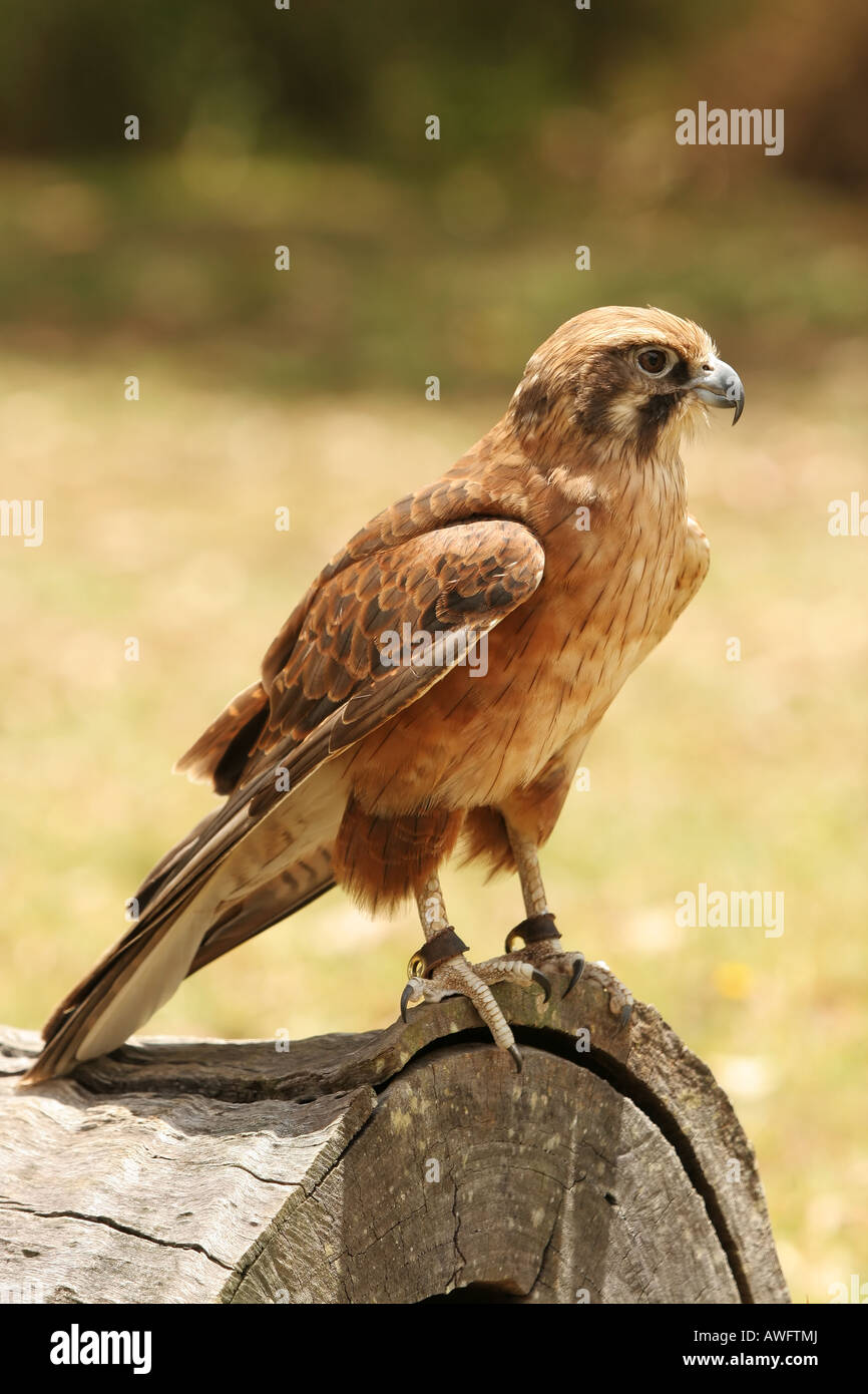 Elegant hawk hi-res stock photography and images - Alamy