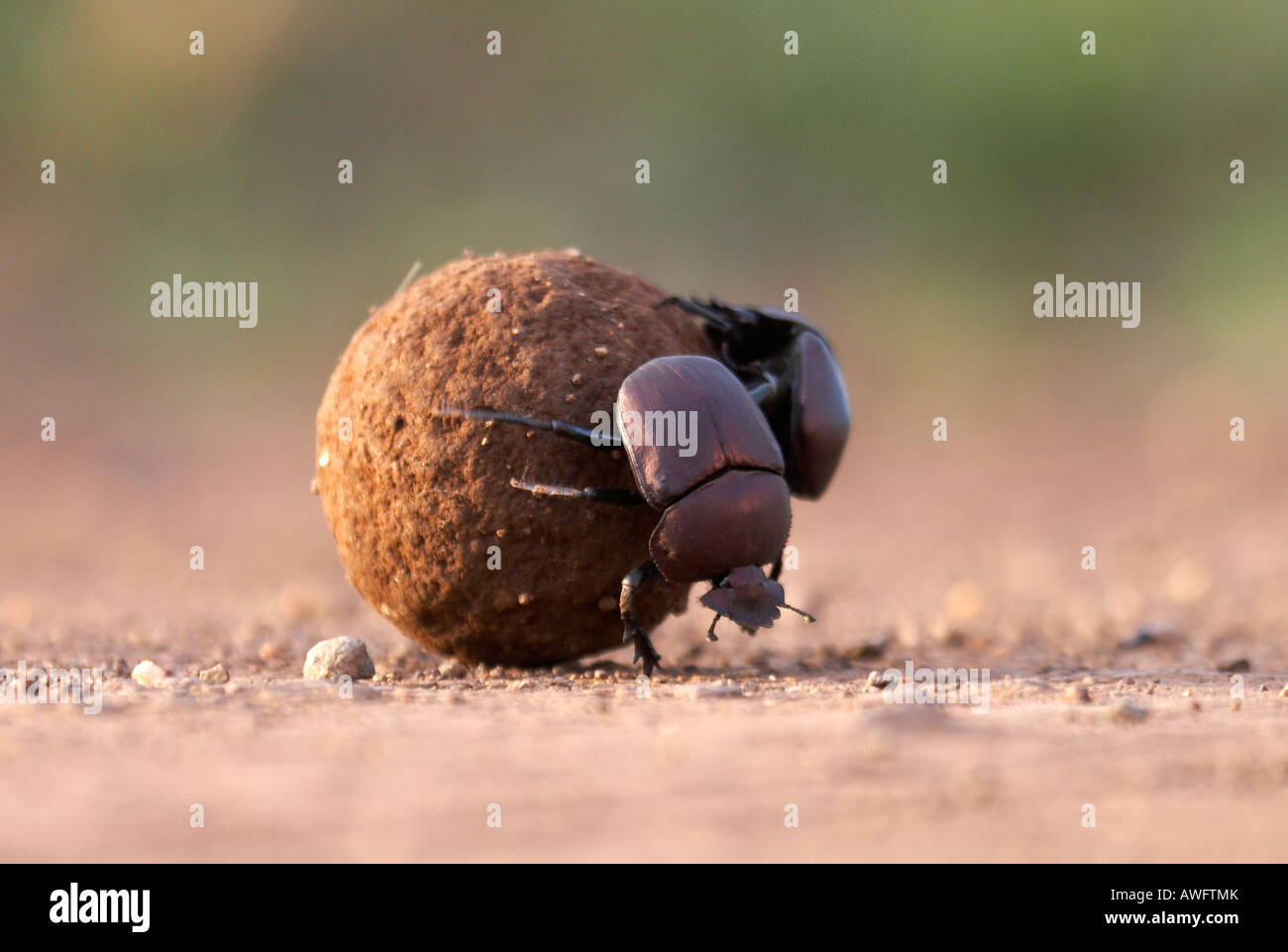 Dung Beetle (Scarab) rolling a ball of dung Stock Photo - Alamy