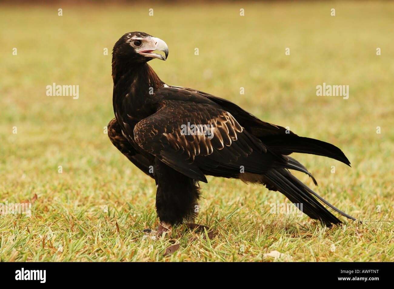 Wedge tail eagle Stock Photo - Alamy