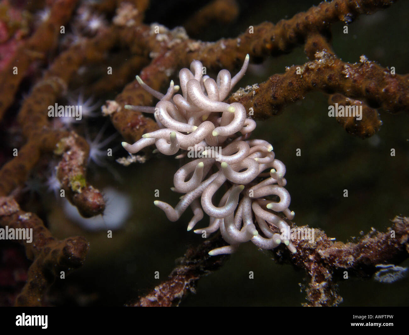 Nudibranch or seaslug Phyllodesmium briareum Stock Photo - Alamy