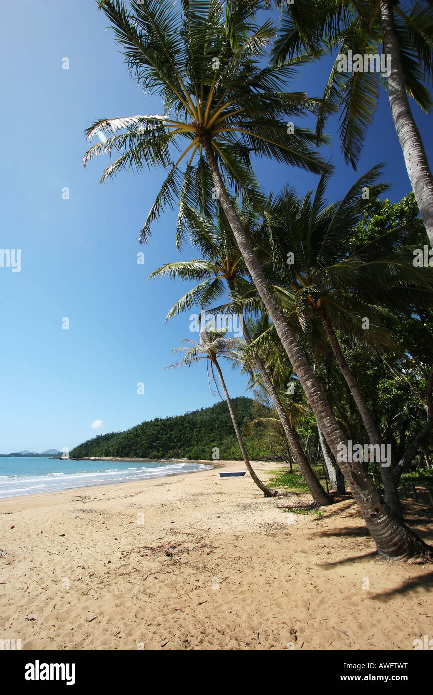 Palm trees at bingil bay Stock Photo - Alamy