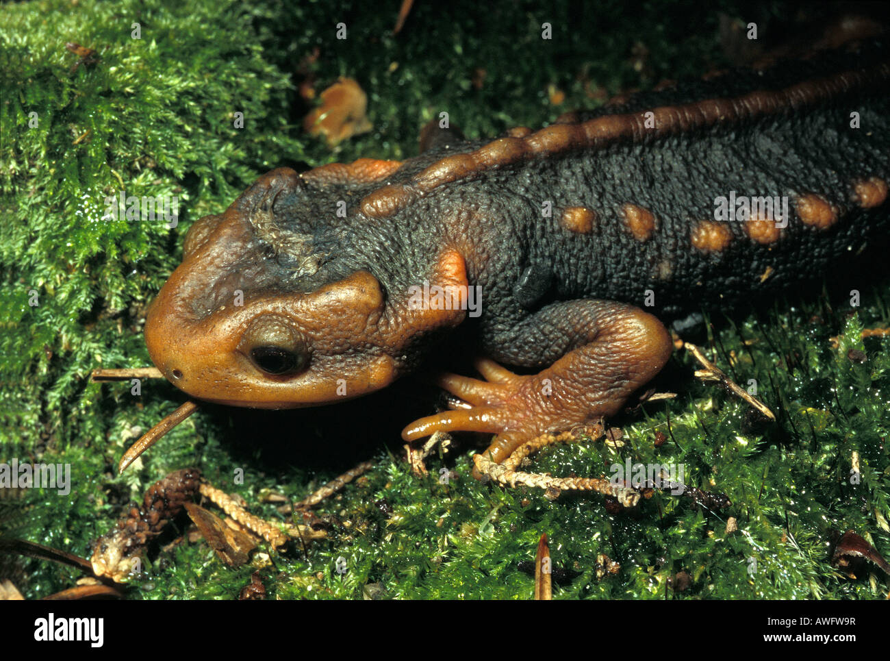 Tylototriton verrucosus, Tibet or crocodile salamander Stock Photo - Alamy