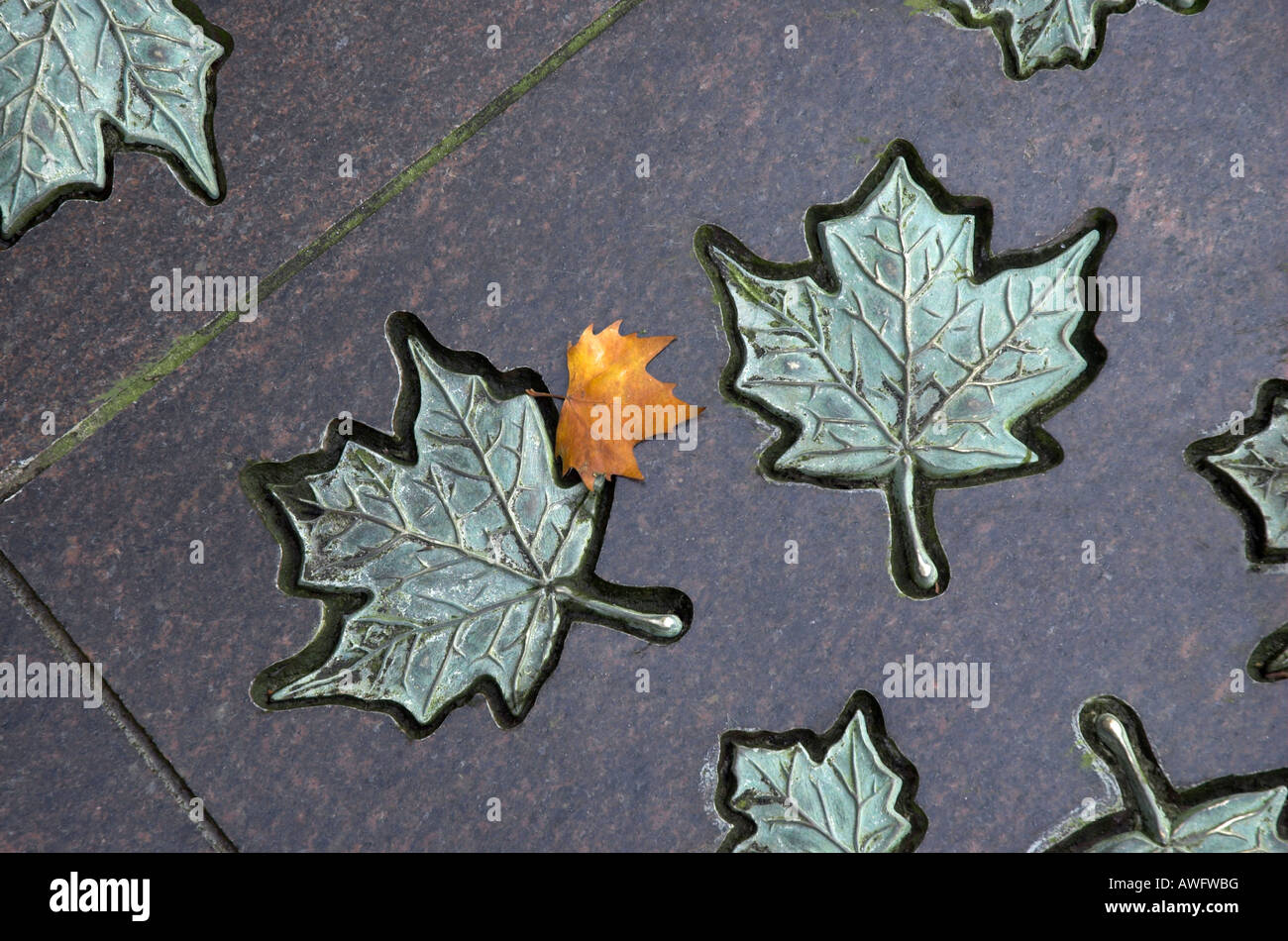 A fallen leaf on the bronze maple leaf designs in the Canadian War ...