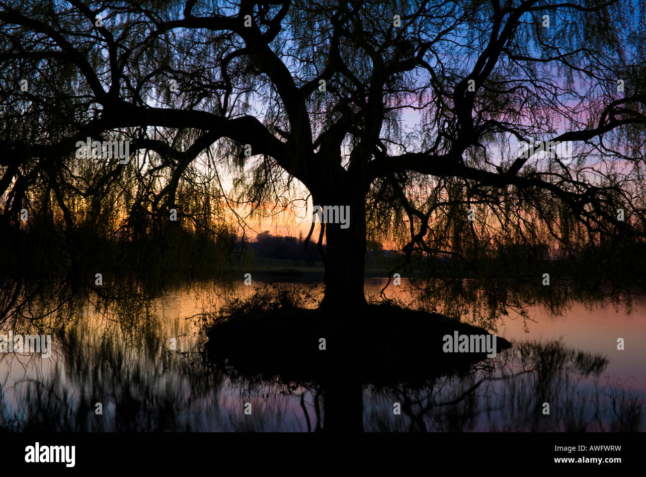Sunset seen through silhouette of Weeping willow, Salix Chrysocoma ...