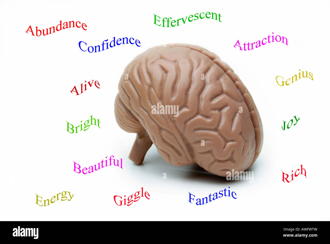 Model Brain with Positive thinking words, conceptual Stock Photo - Alamy