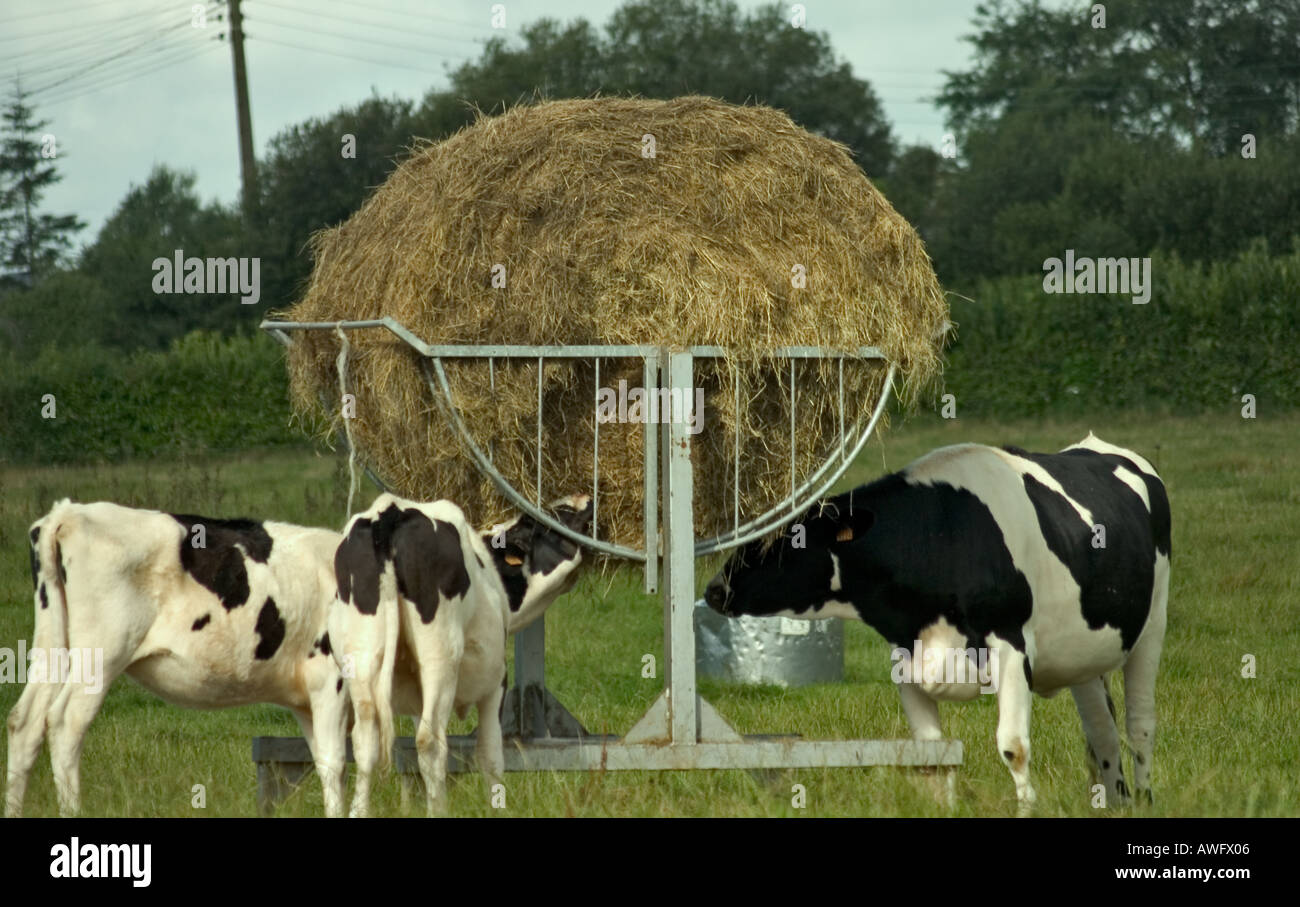 Cows eating Hay Stock Photo - Alamy