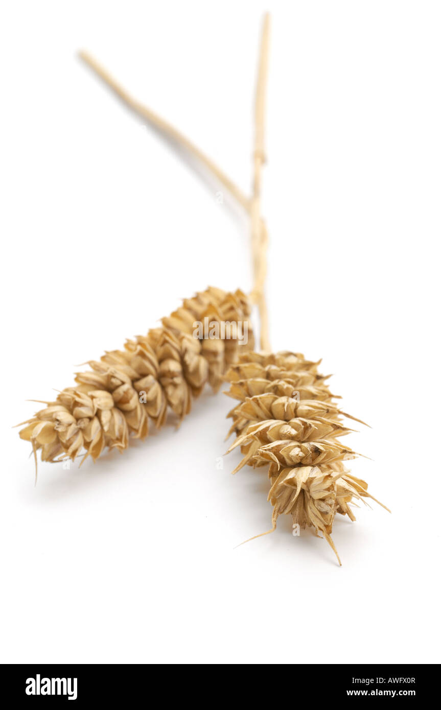 Two ears hi-res stock photography and images - Alamy