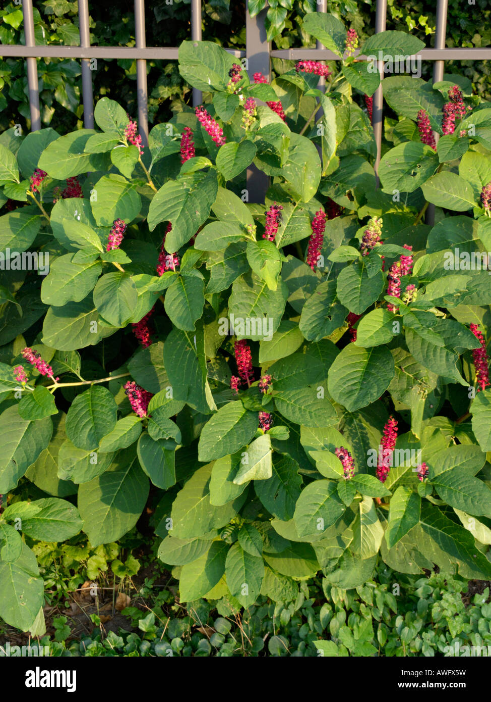American pokeweed hi-res stock photography and images - Alamy