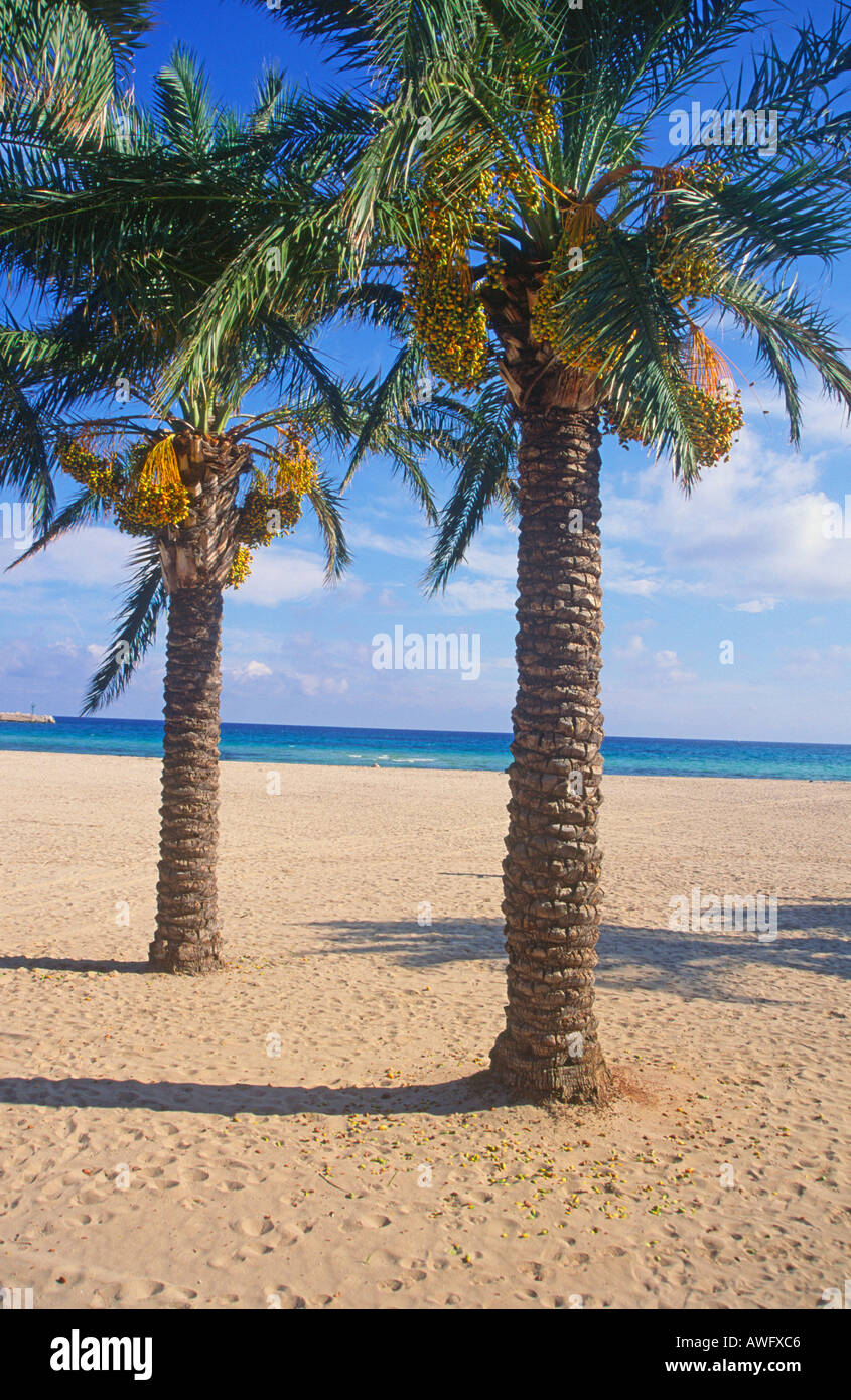 Date palm tree and sandy beach San vito lo Capo Sicily Italy Stock ...