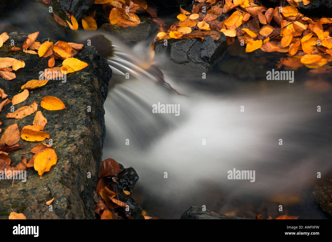 Fallen leaves on rocks in a stream Stock Photo - Alamy