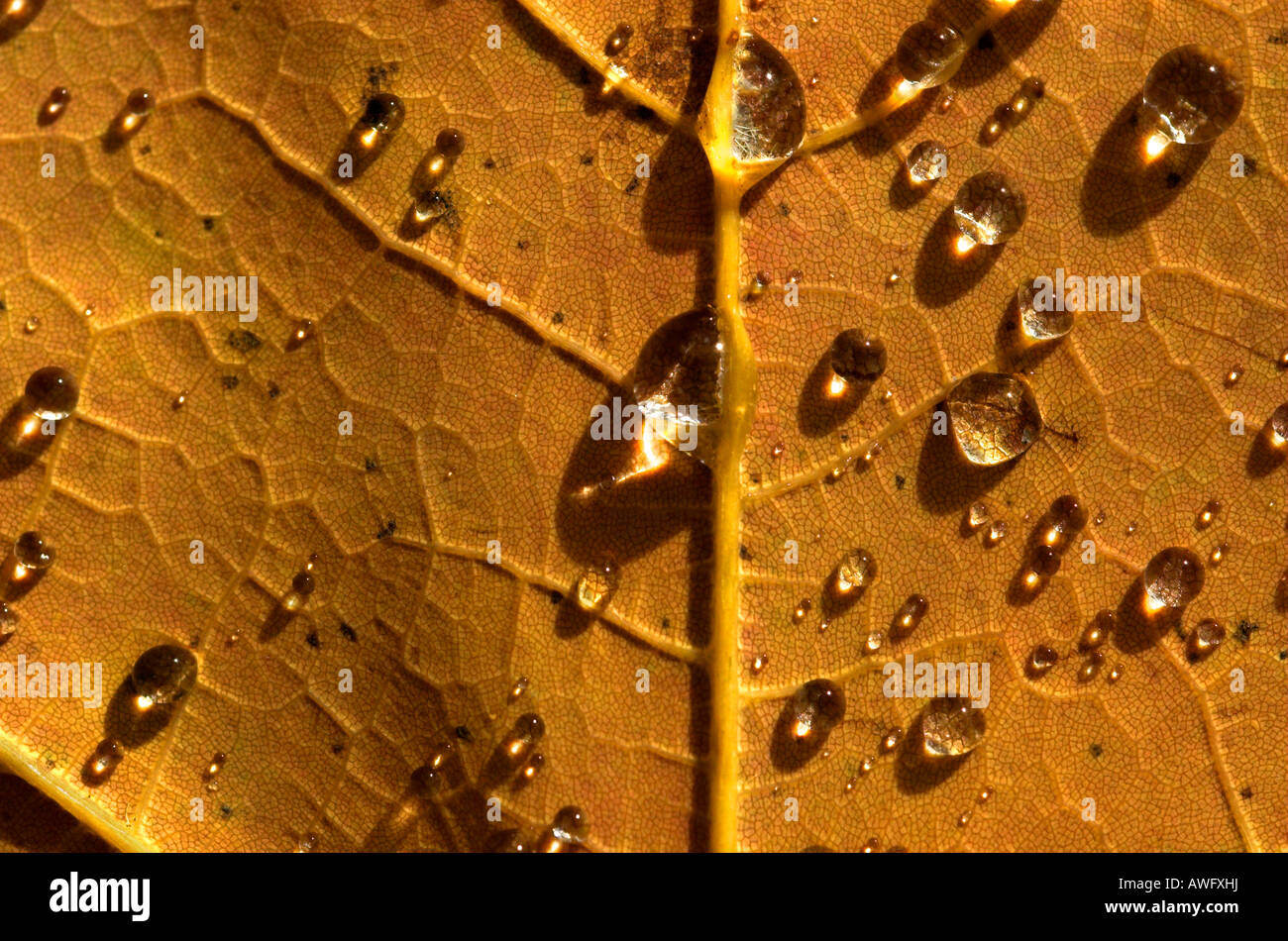 A close up of the centre of an autumn maple leaf covered in rain drops ...