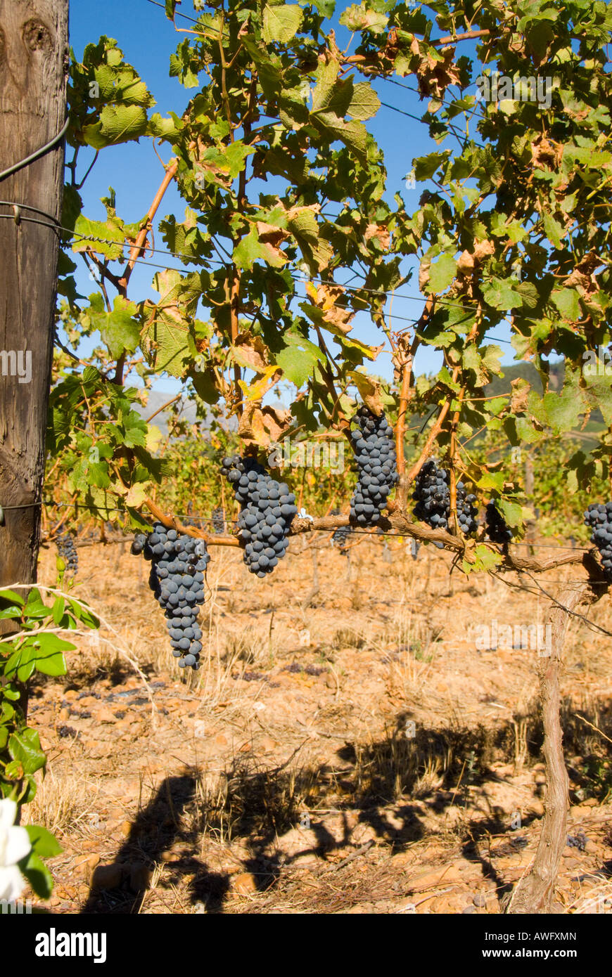 grape vine in South Africa Stock Photo - Alamy
