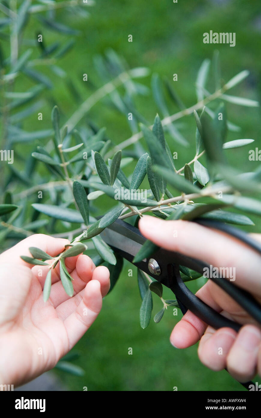 A woman clipping olive tree Stock Photo - Alamy