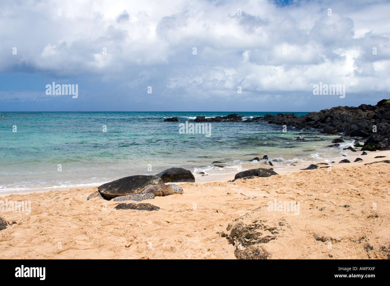 Turtle Laniakea Beach O'ahu Hawaiian Islands Stock Photo - Alamy