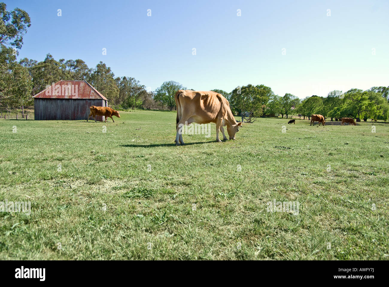cows grazing in the field on the farm Stock Photo - Alamy
