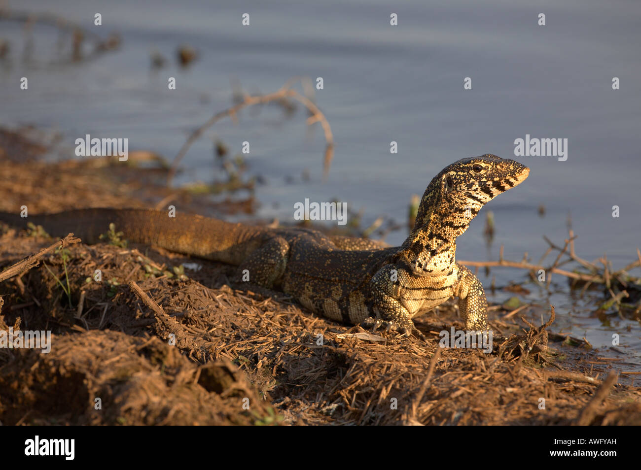 Nile water monitor lizard hi-res stock photography and images - Alamy