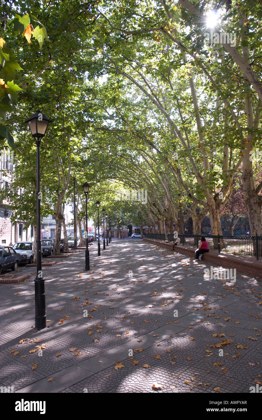 Very green pavement in Montevideo, Uruguay, with sun shining through ...