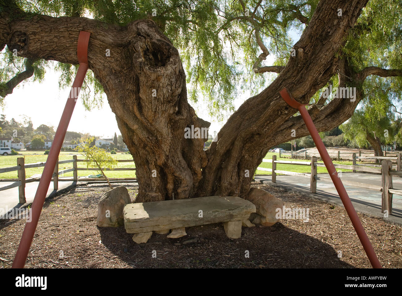 CALIFORNIA Santa Barbara Branches of large tree supported stone bench ...