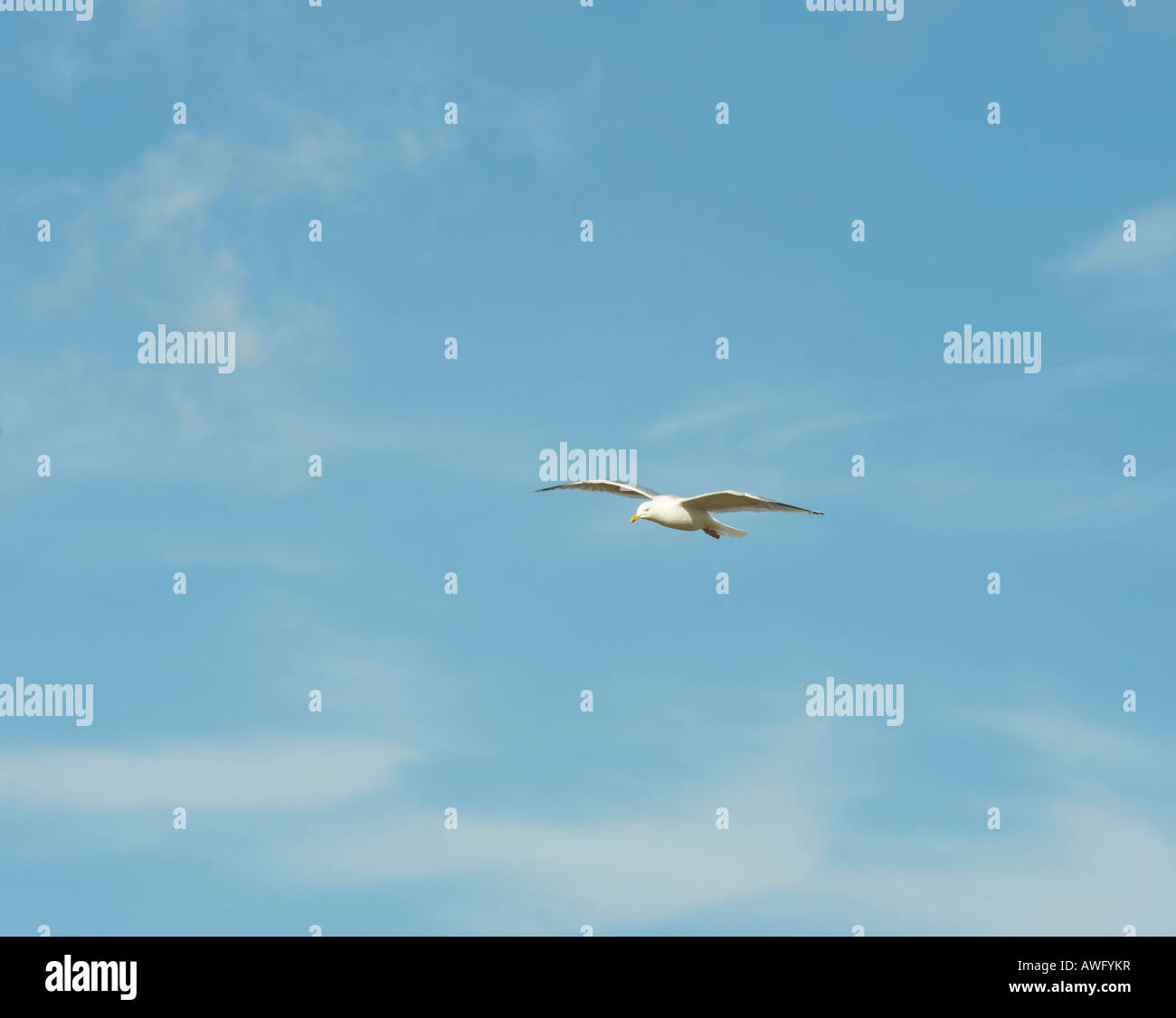 Seagull in flight Stock Photo - Alamy