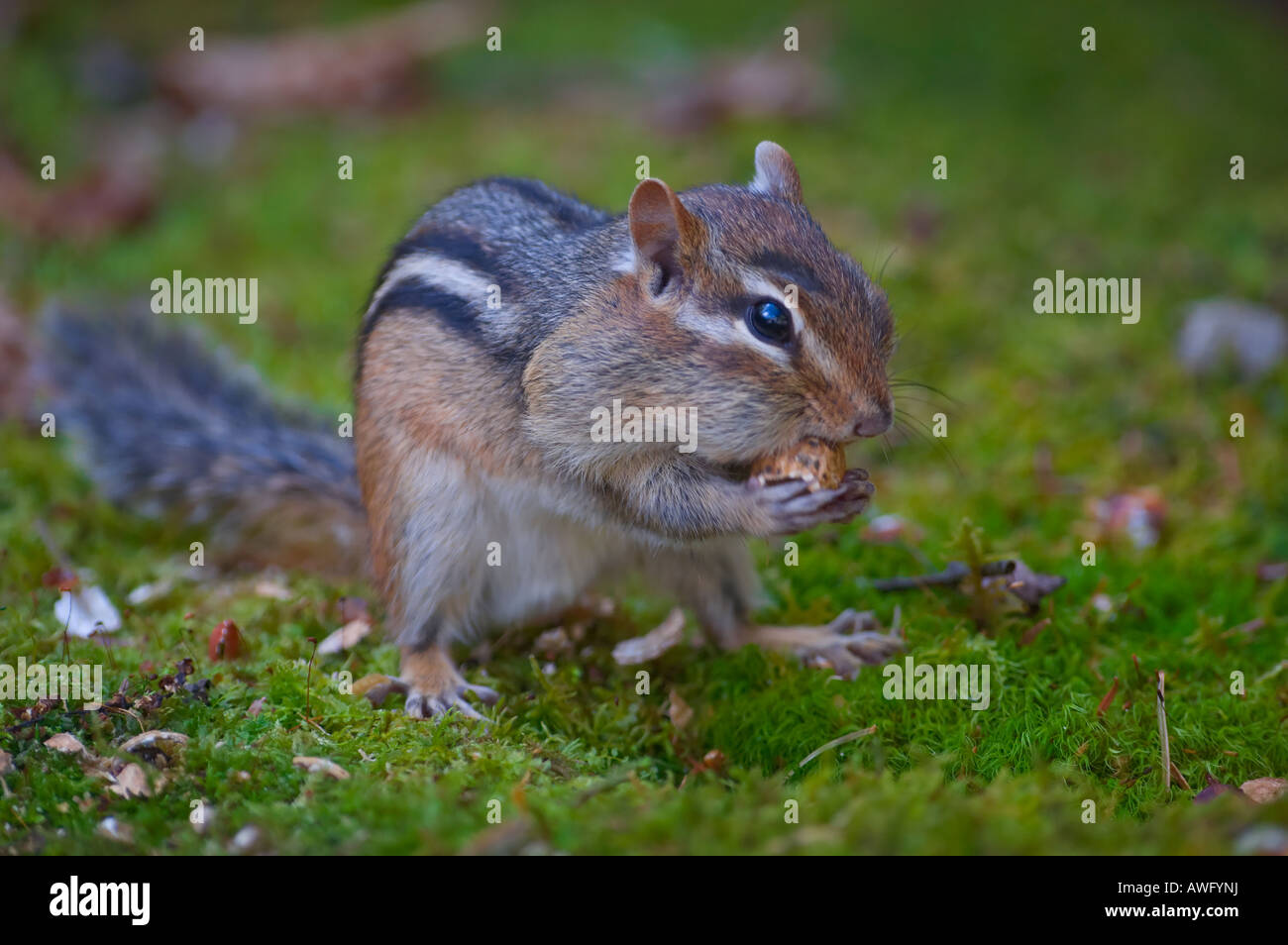 Eastern Chipmunk eating a nut Stock Photo - Alamy