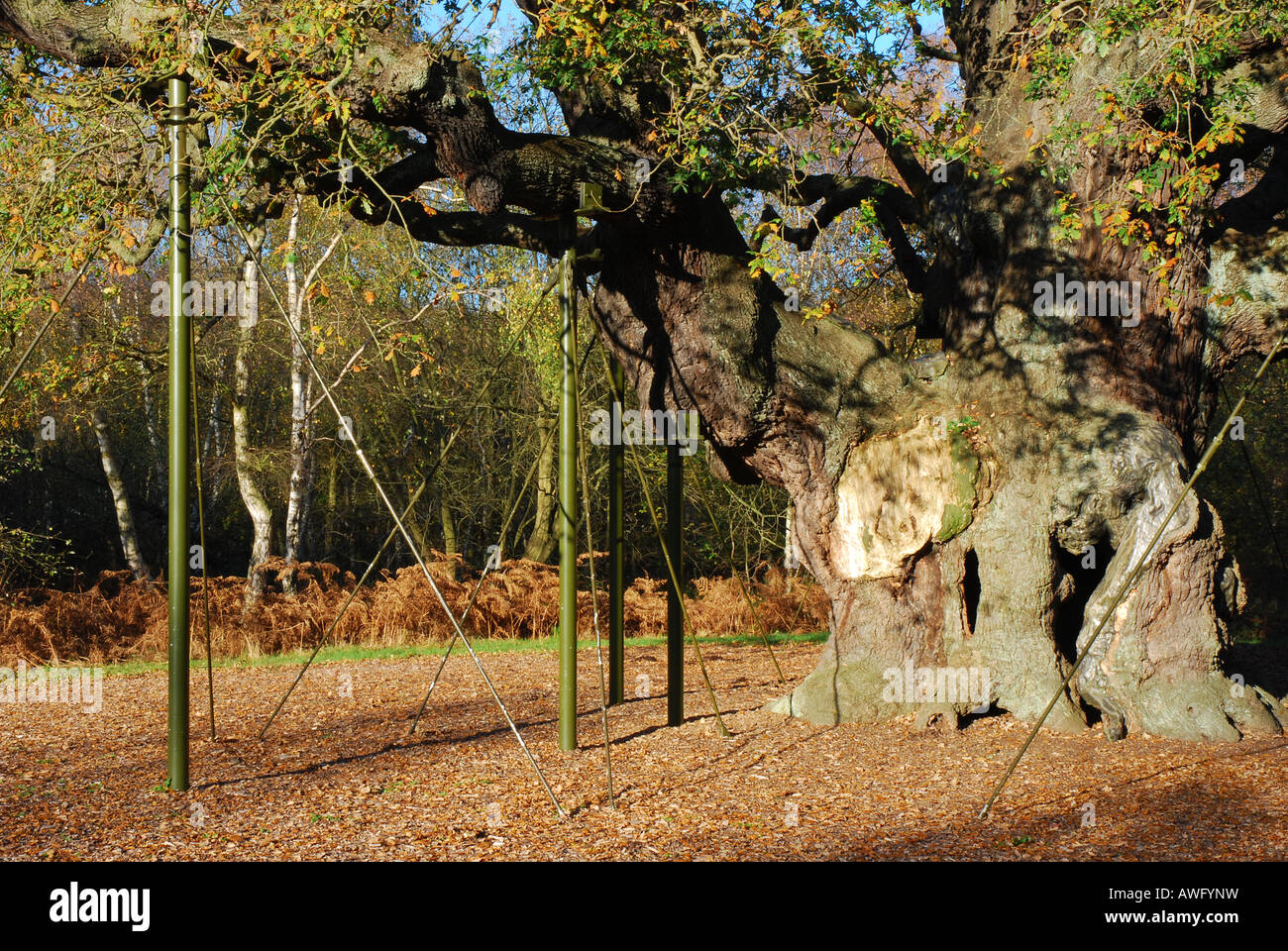 The Major Oak tree Sherwood Forest Stock Photo - Alamy