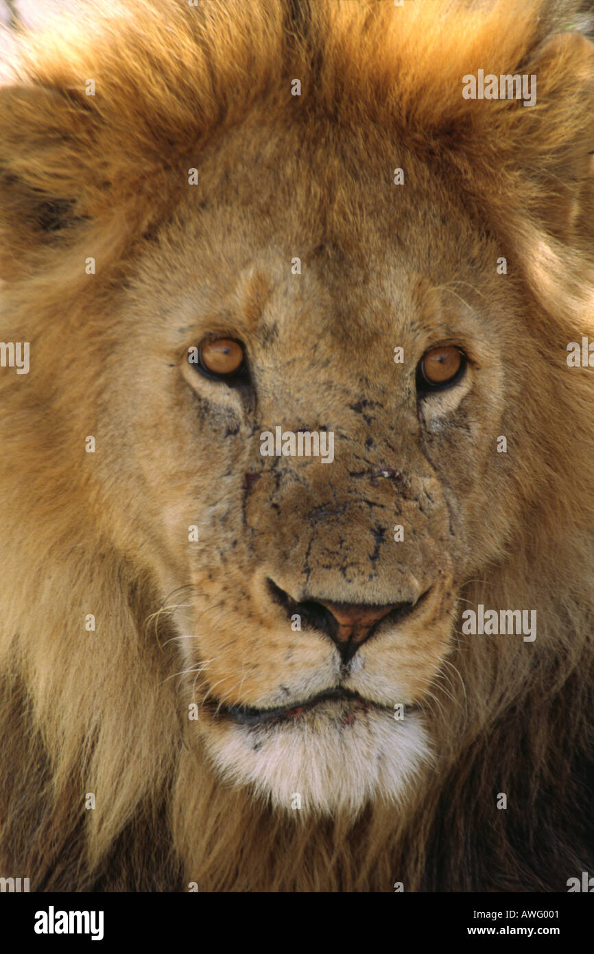 Face to face with lion hi-res stock photography and images - Alamy