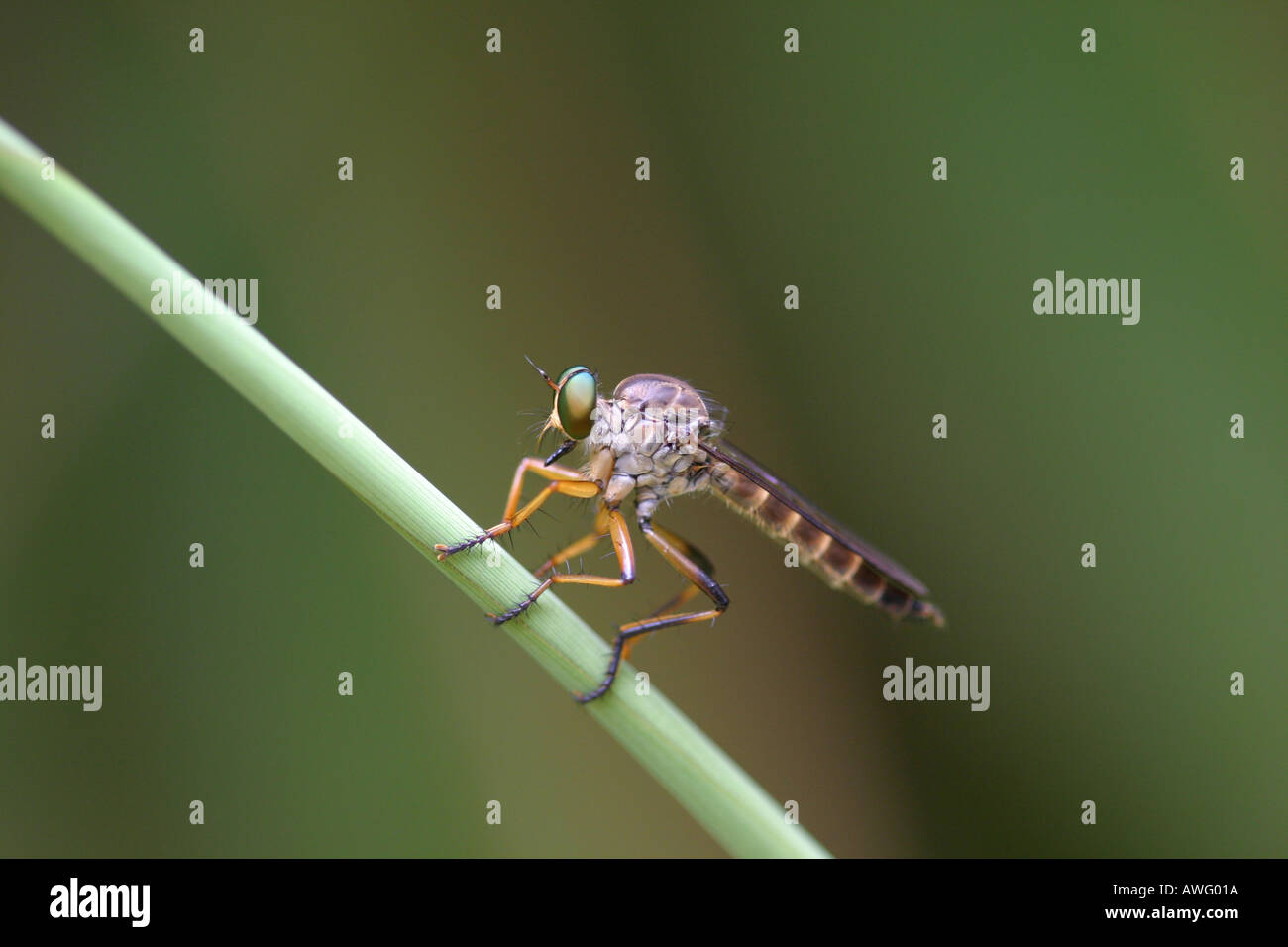 Stinging insect at Kao Sok National park Stock Photo - Alamy
