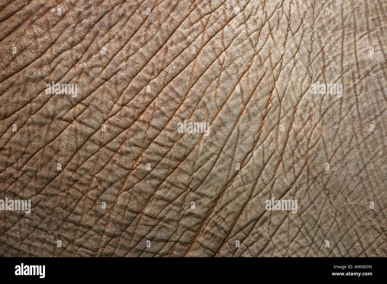 African Elephant Skin (Loxodonta africana Stock Photo - Alamy