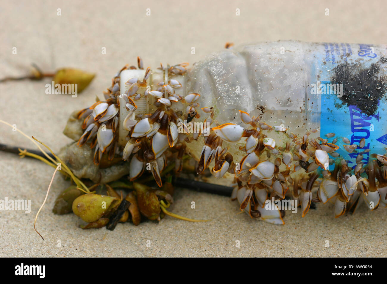 Shells have attached themselves to an old plastic bottle at the beach ...