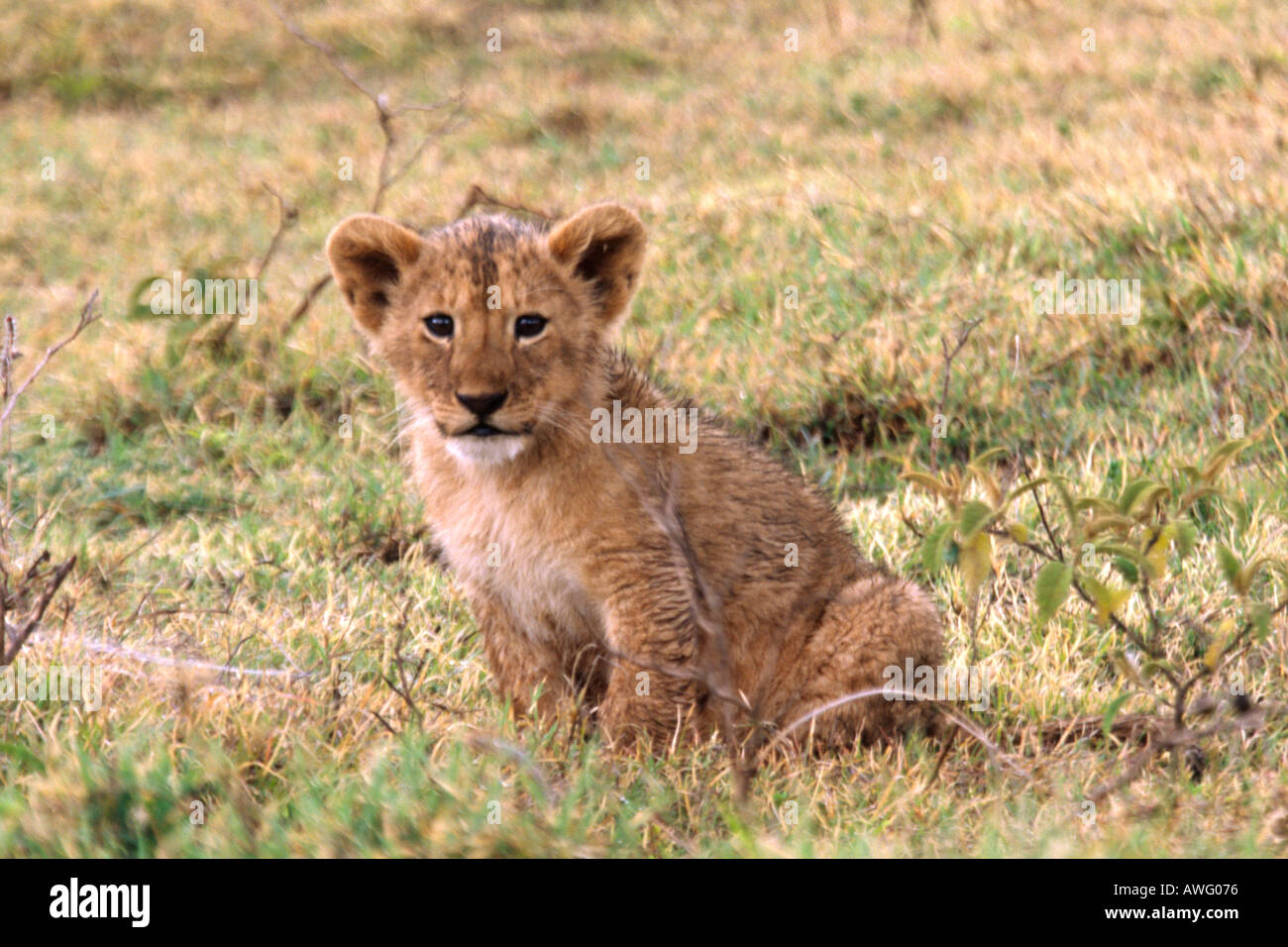 Child sitting on lion hi-res stock photography and images - Alamy